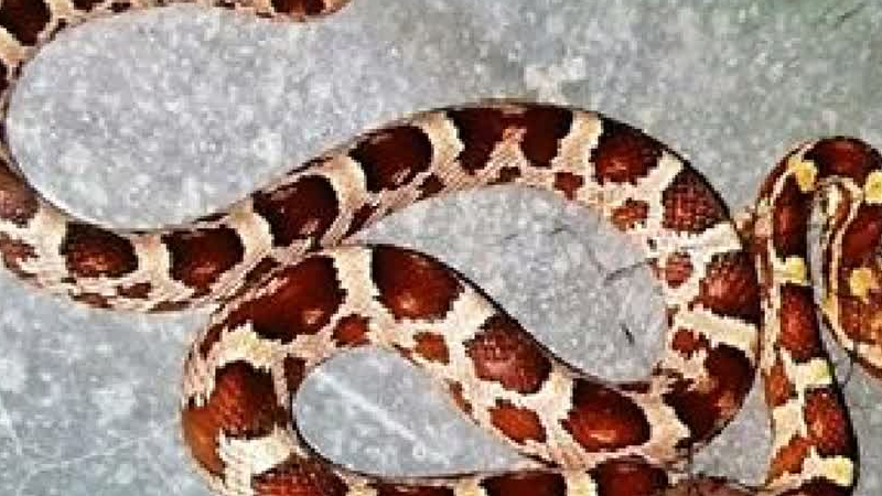 Ontsnapte rattenslang spoorloos